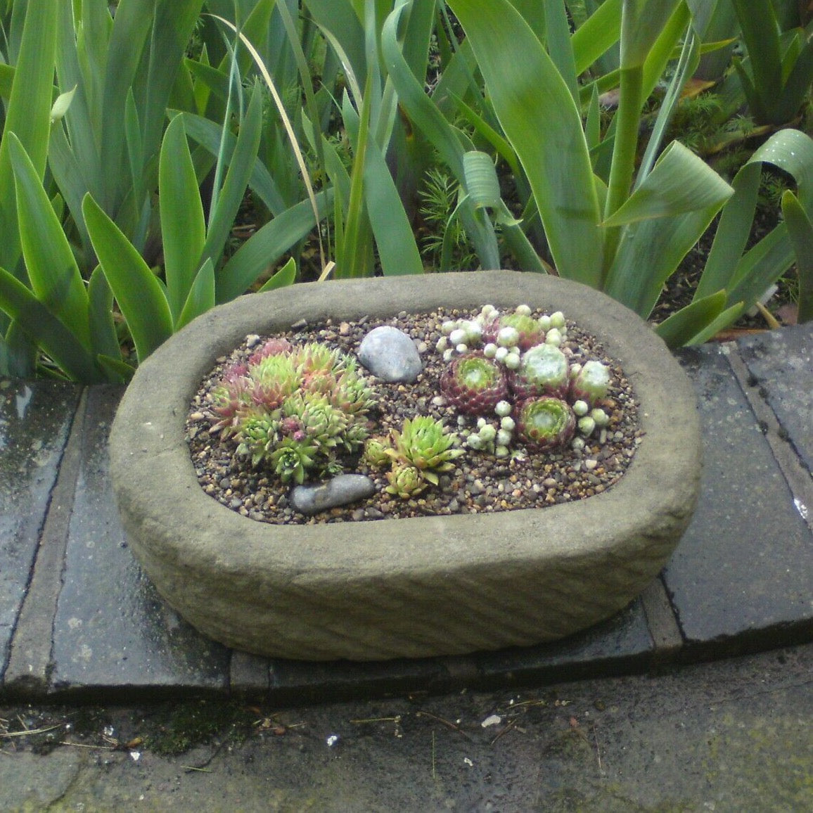 STONE GARDEN OVAL ALPINE TROUGH RUSTIC SEMPERVIVUM PLANTER POT – Ferney ...